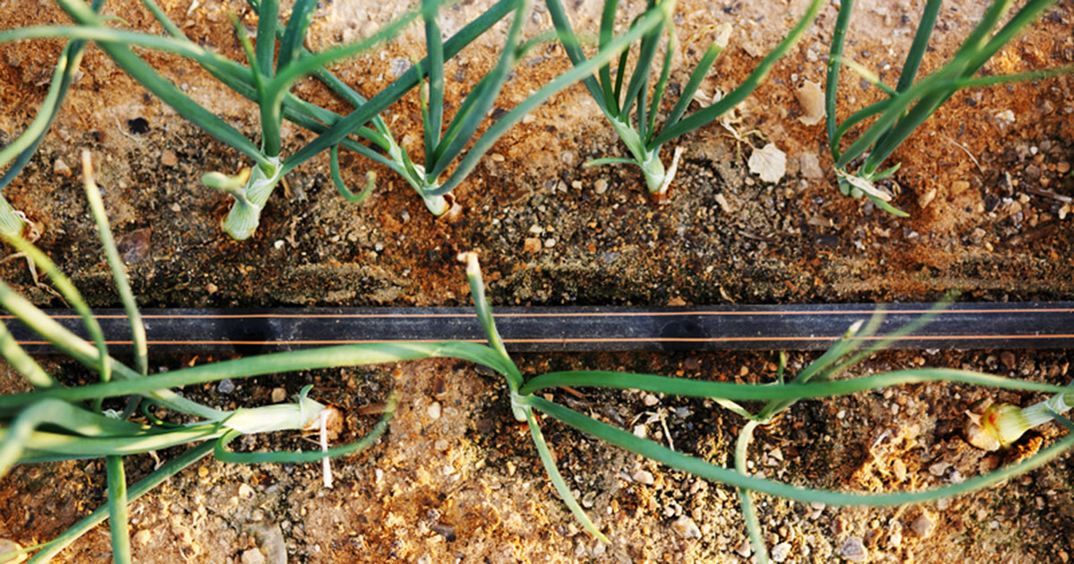 Netafim Revolutionizes Thin Wall Dripline with Streamline™ X - Cal-West ...