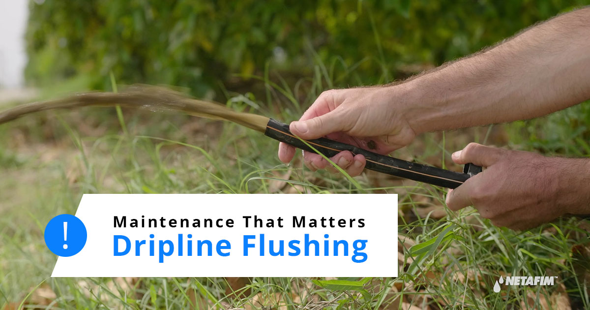 Dripline Flushing: The Key to Efficient Irrigation - Cal-West Rain Inc